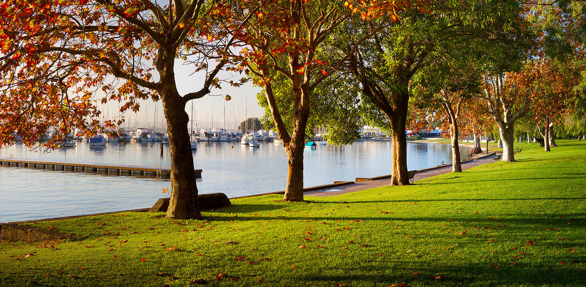 Matilda Bay Trees, Perth WA – Ryan Epstein Photography